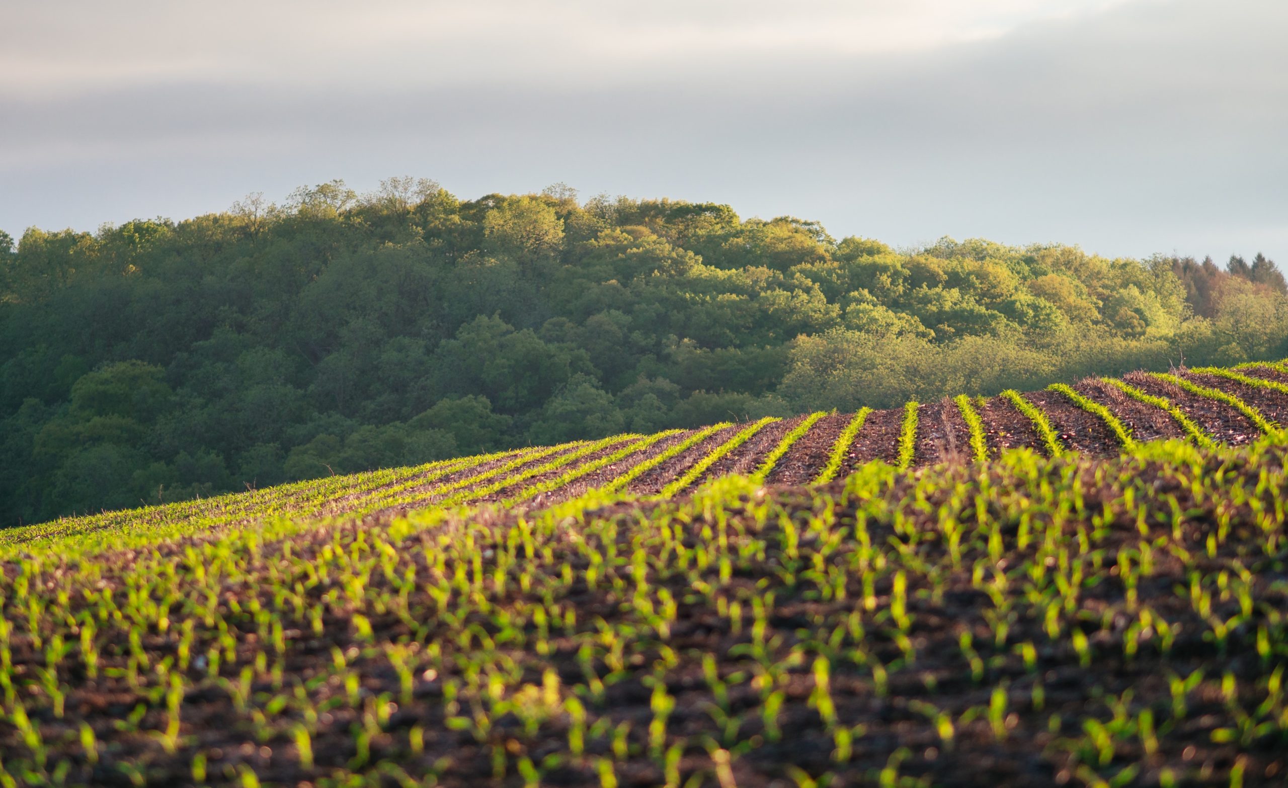 What do we know about the rural digital index (RDI) - Pisa Agricultural ...